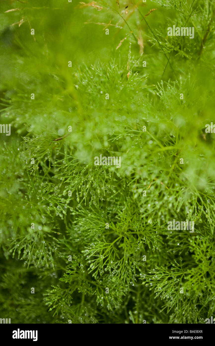 New light green growth hi-res stock photography and images - Alamy