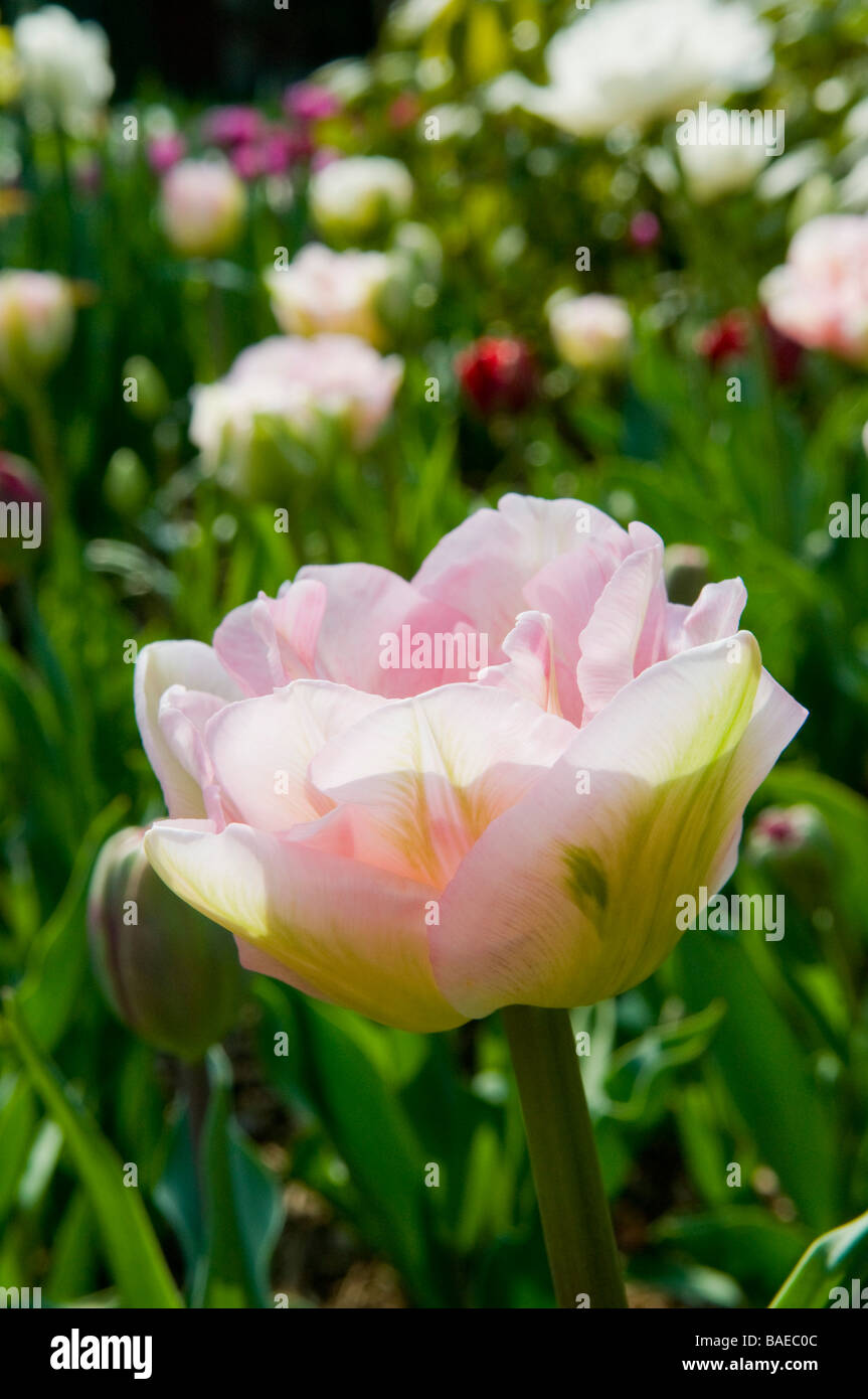 TULIP EMERGING IN SUNSHINE Stock Photo - Alamy