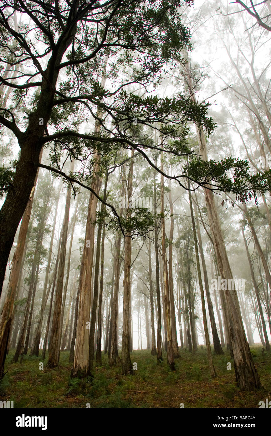 Large dark trees hi-res stock photography and images - Alamy