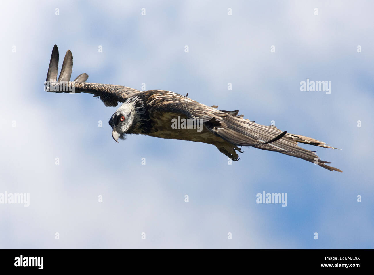 Bearded vulture eagle Gypaetus barbatus in flight Spanish pyrenees Stock Photo - Alamy