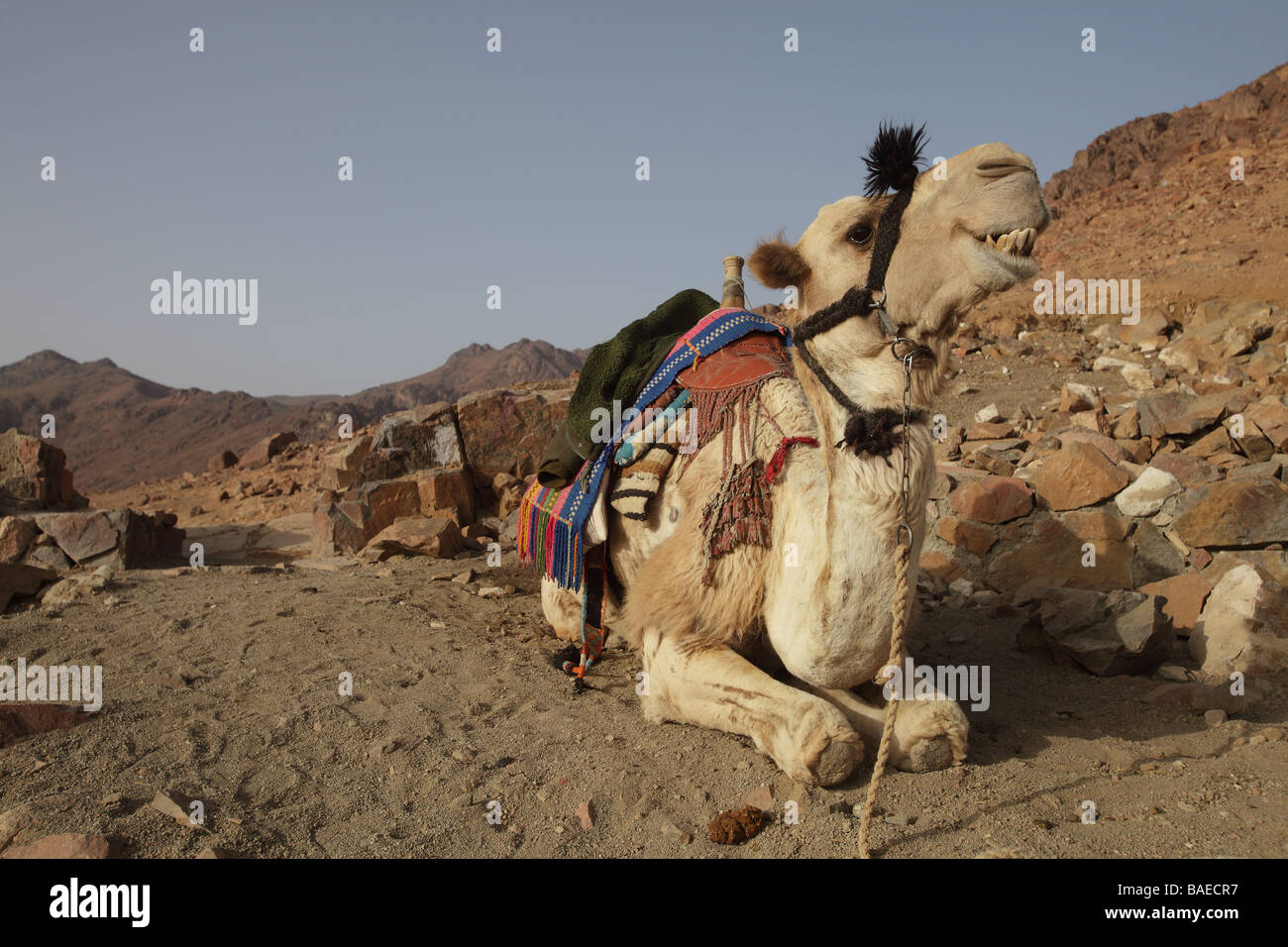 Camel sitting hi-res stock photography and images - Alamy
