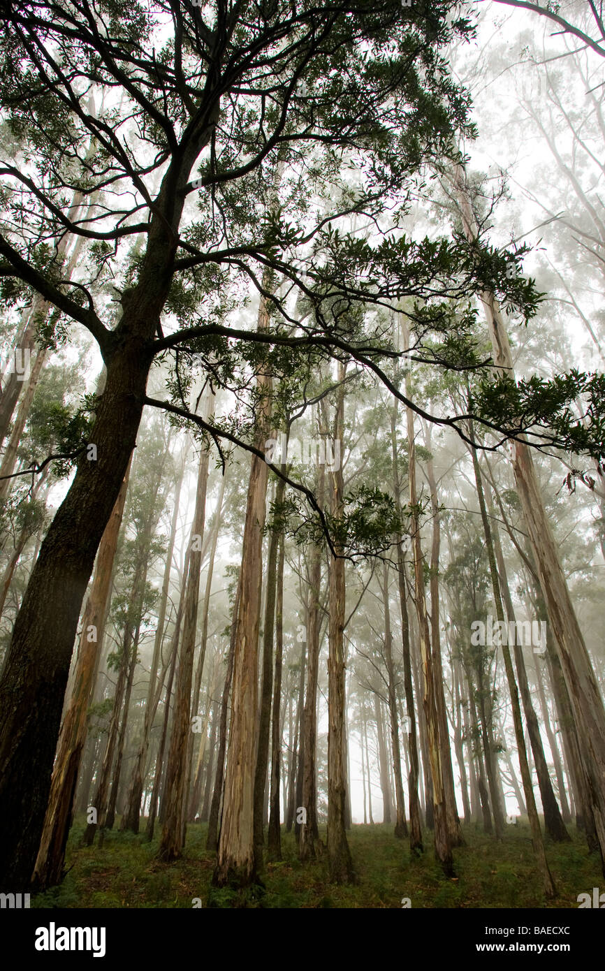 A dark large tree against a misty forest Stock Photo - Alamy