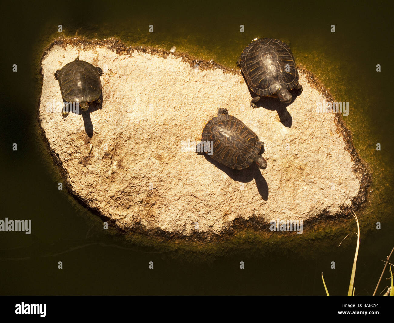 Turtles on a rock, Phoenix zoo arizona Stock Photo - Alamy