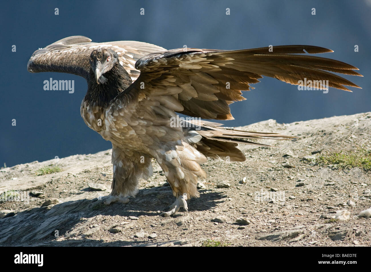 Bearded vulture eagle Gypaetus barbatus Spanish pyrenees Stock Photo ...