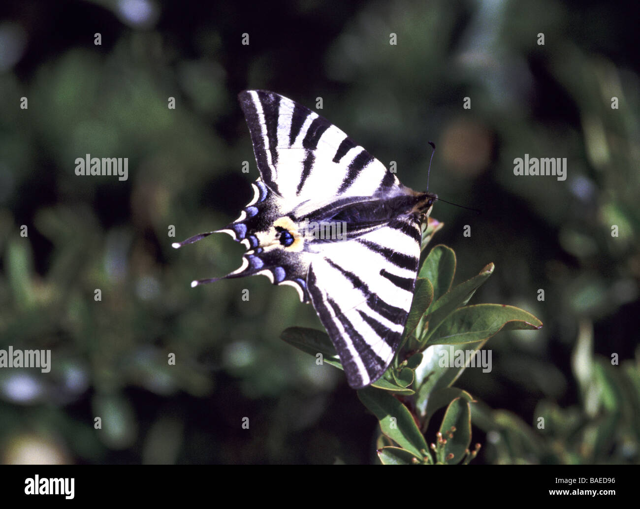 Animals Without Backbones High Resolution Stock Photography and Images ...