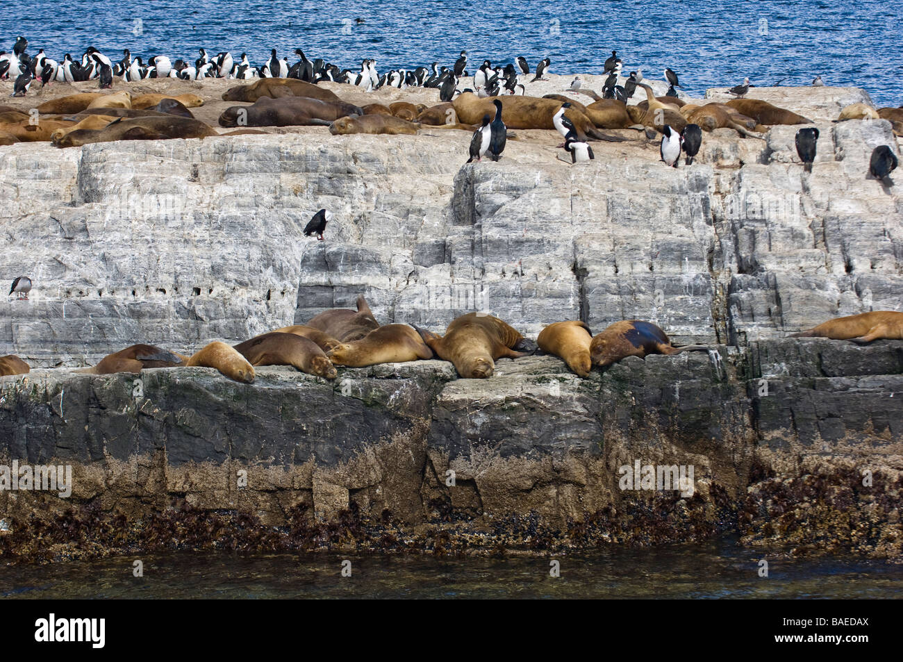 Seals resting amongst nesting King Cormorants on Isla de los Lobos ...