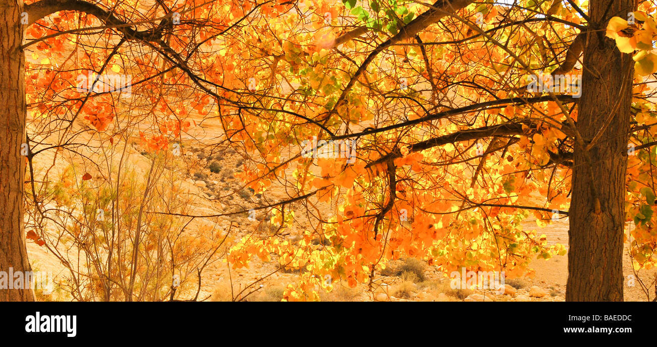 Israel Negev Desert a lone deciduous tree displaying autumn colours ...