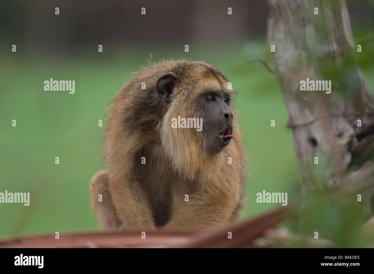 Young Black Howler Monkey Alouatta caraya Mato Grosso Brazil Stock ...