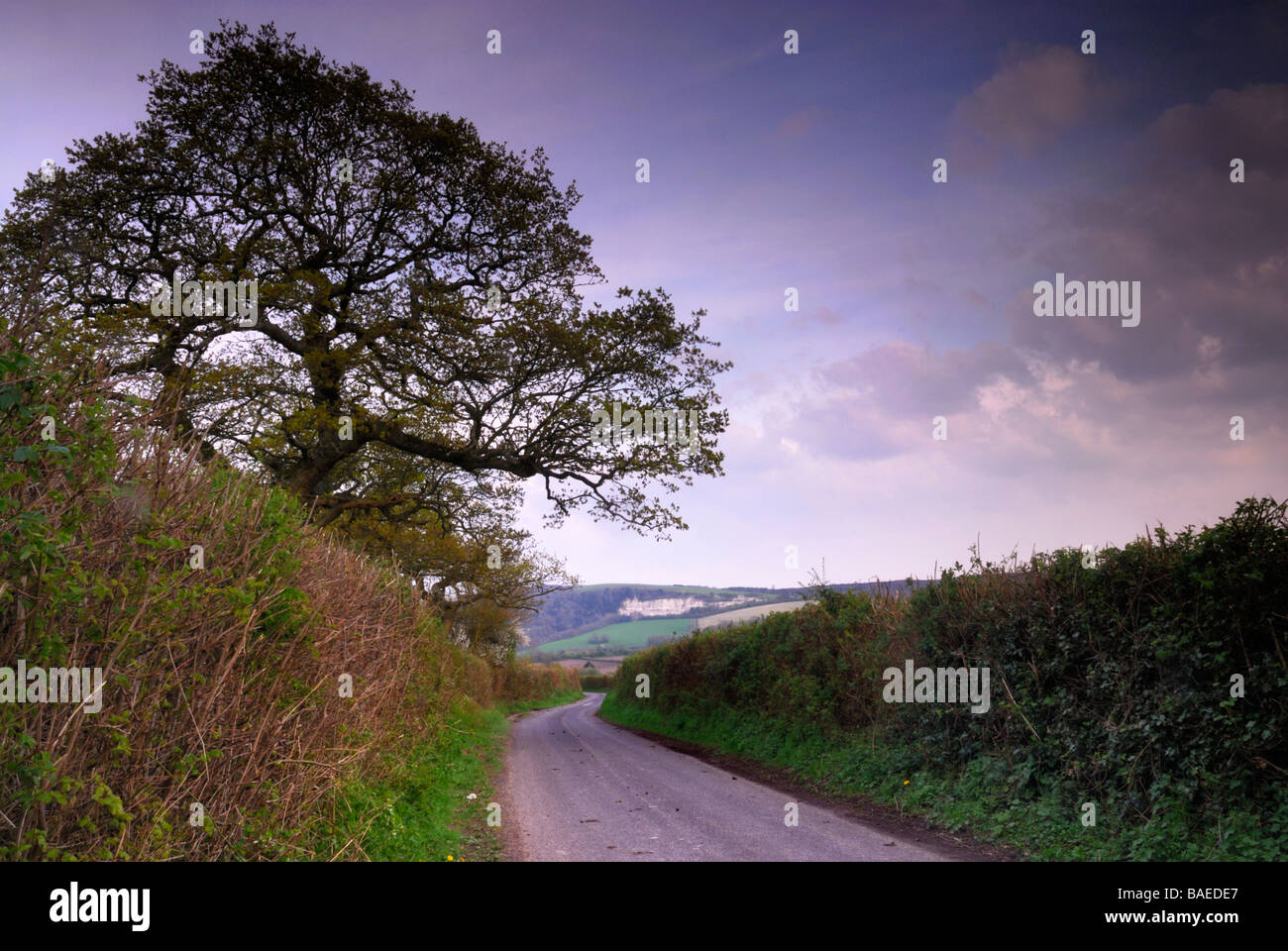 Rural country lane in the South Downs near Graffham west sussex England ...