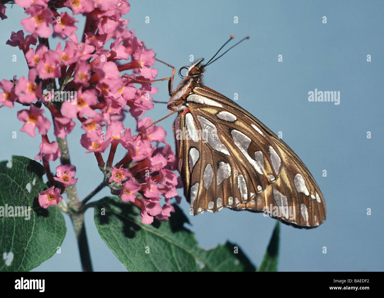 Animals Without Backbones High Resolution Stock Photography and Images ...