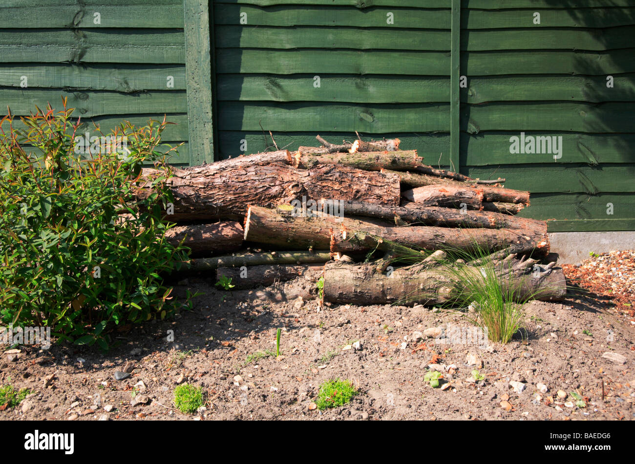 Log pile wildlife hi-res stock photography and images - Alamy