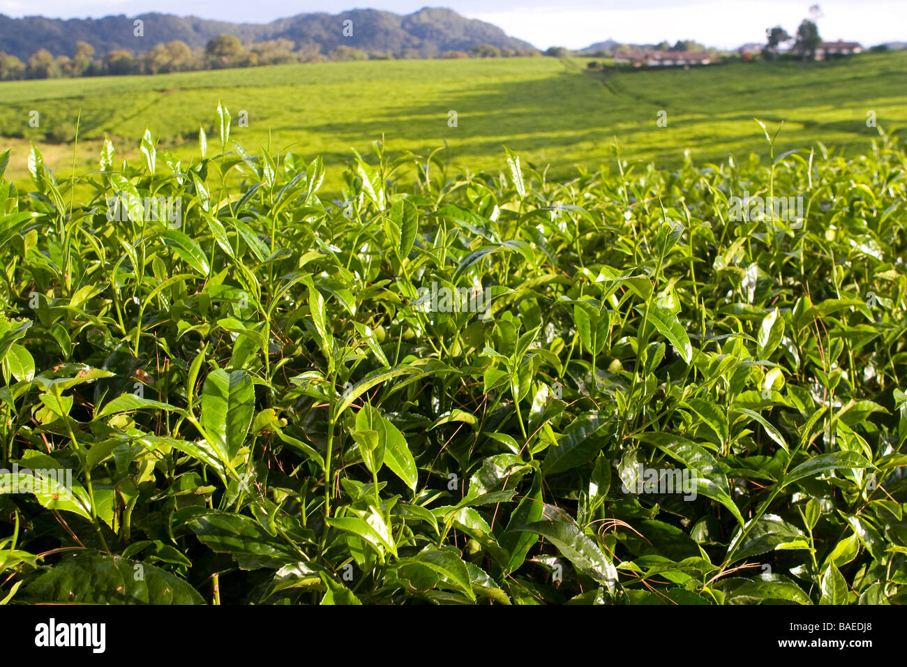 Tea Plantation, Gisakura, Rwanda Stock Photo - Alamy