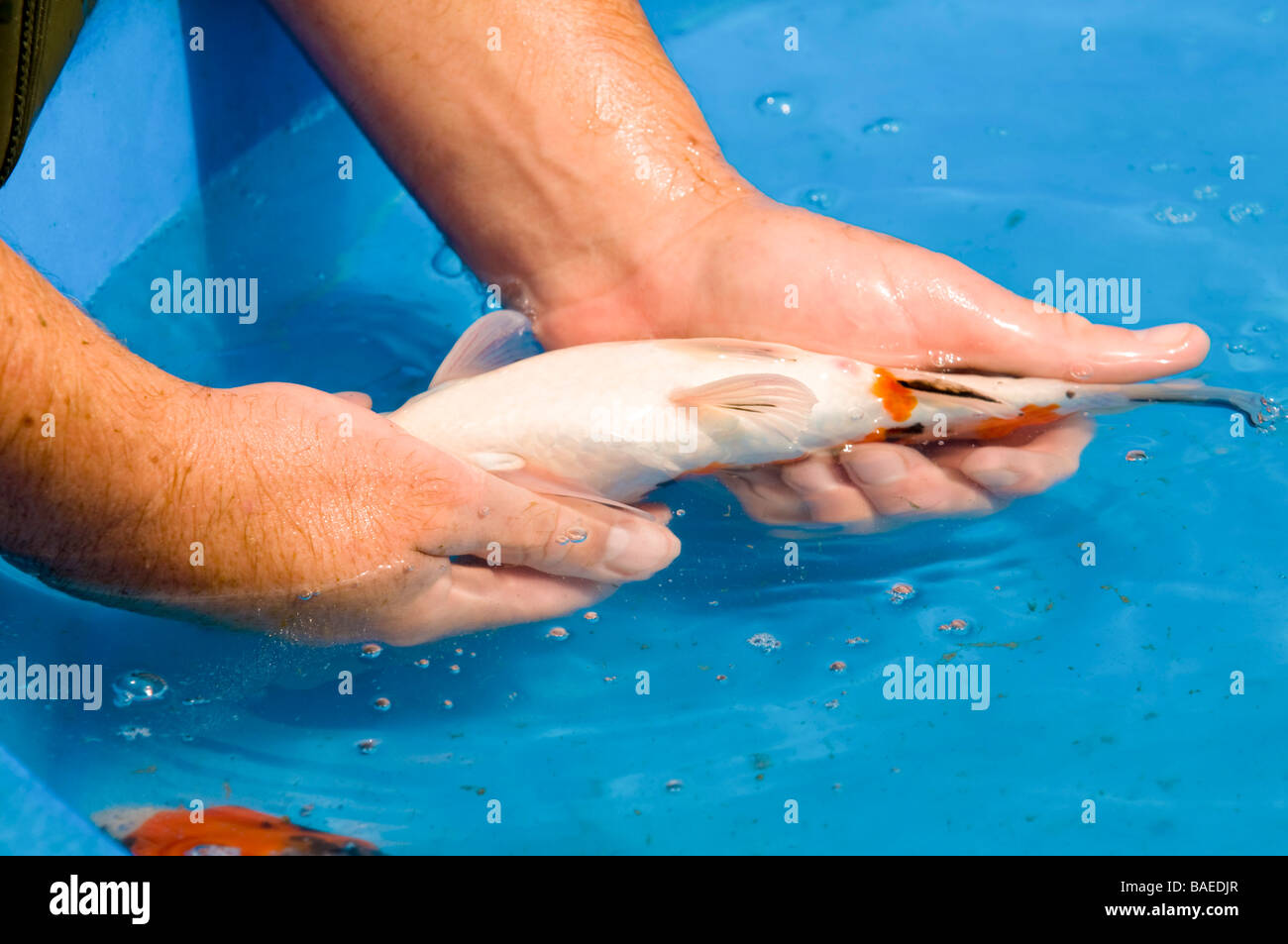 Israel Kibbutz Maagan Michael inspecting a Koi brocaded carp Cyprinus ...