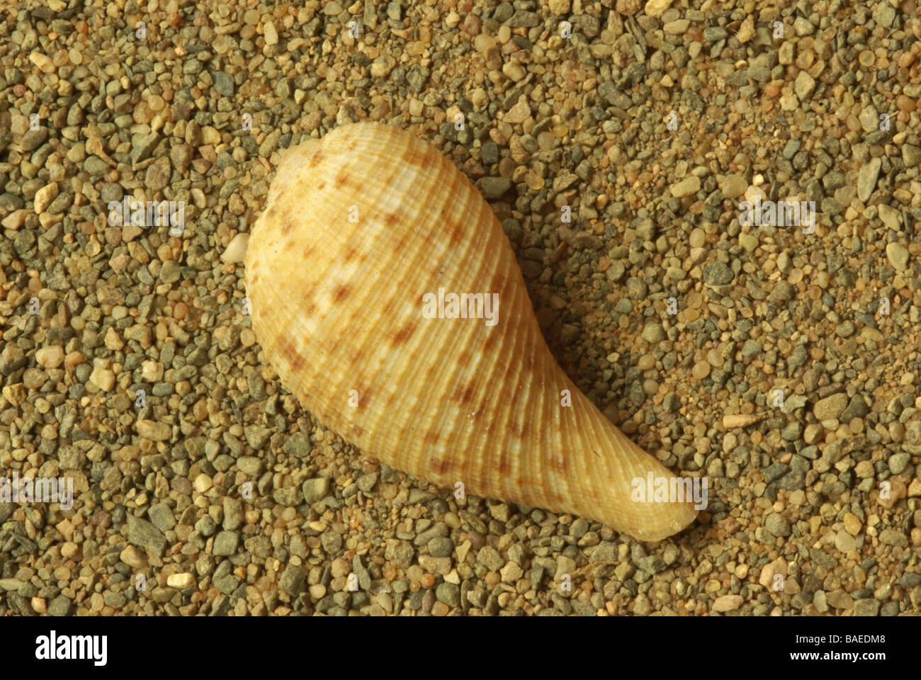 A fig shell - Ficus ficoides Stock Photo - Alamy