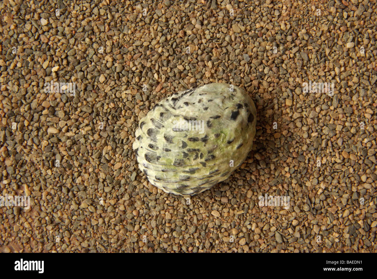 The textile nerite shell - Nerita textilis Stock Photo - Alamy