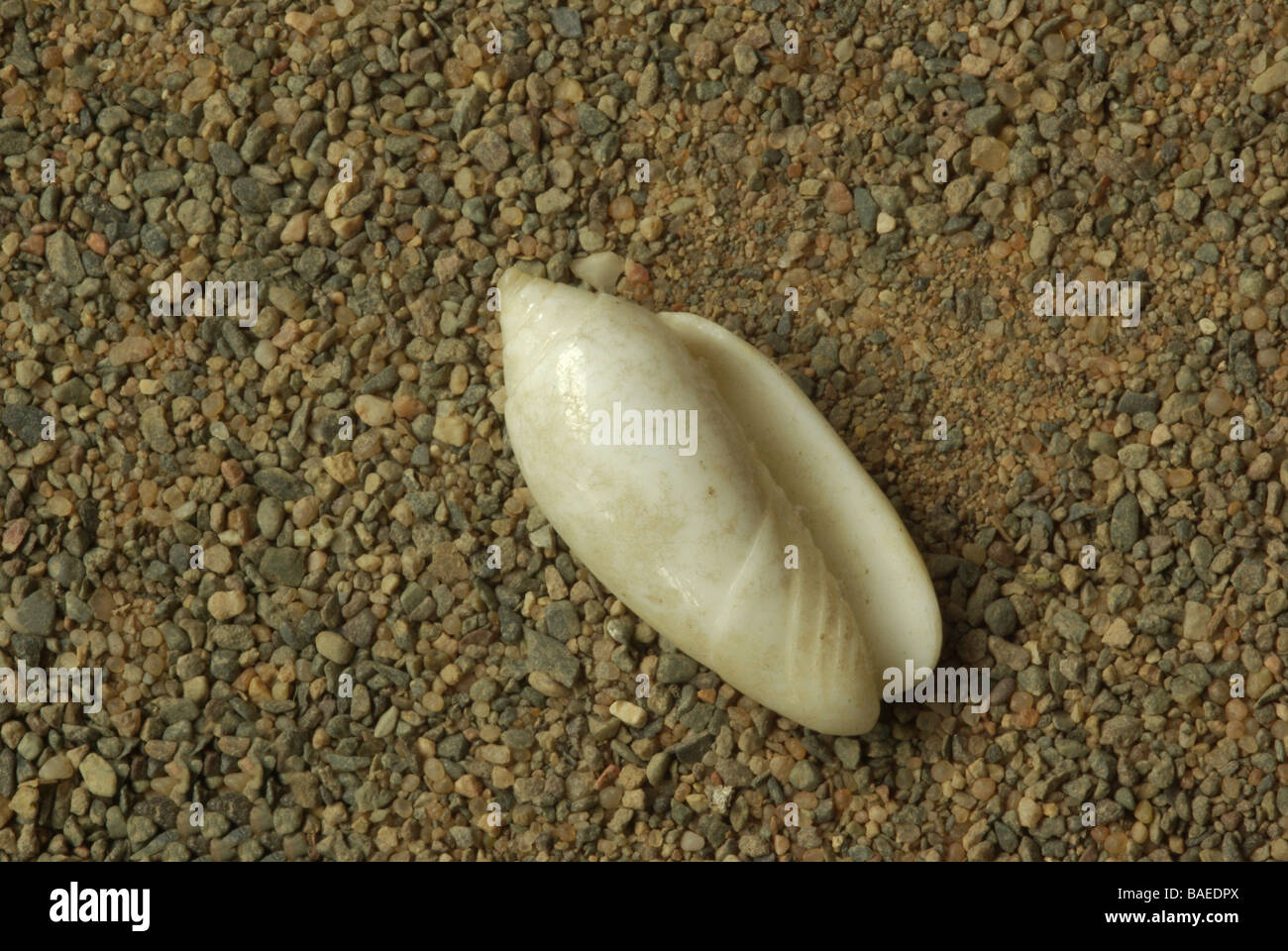 Oliva reticularis hi-res stock photography and images - Alamy
