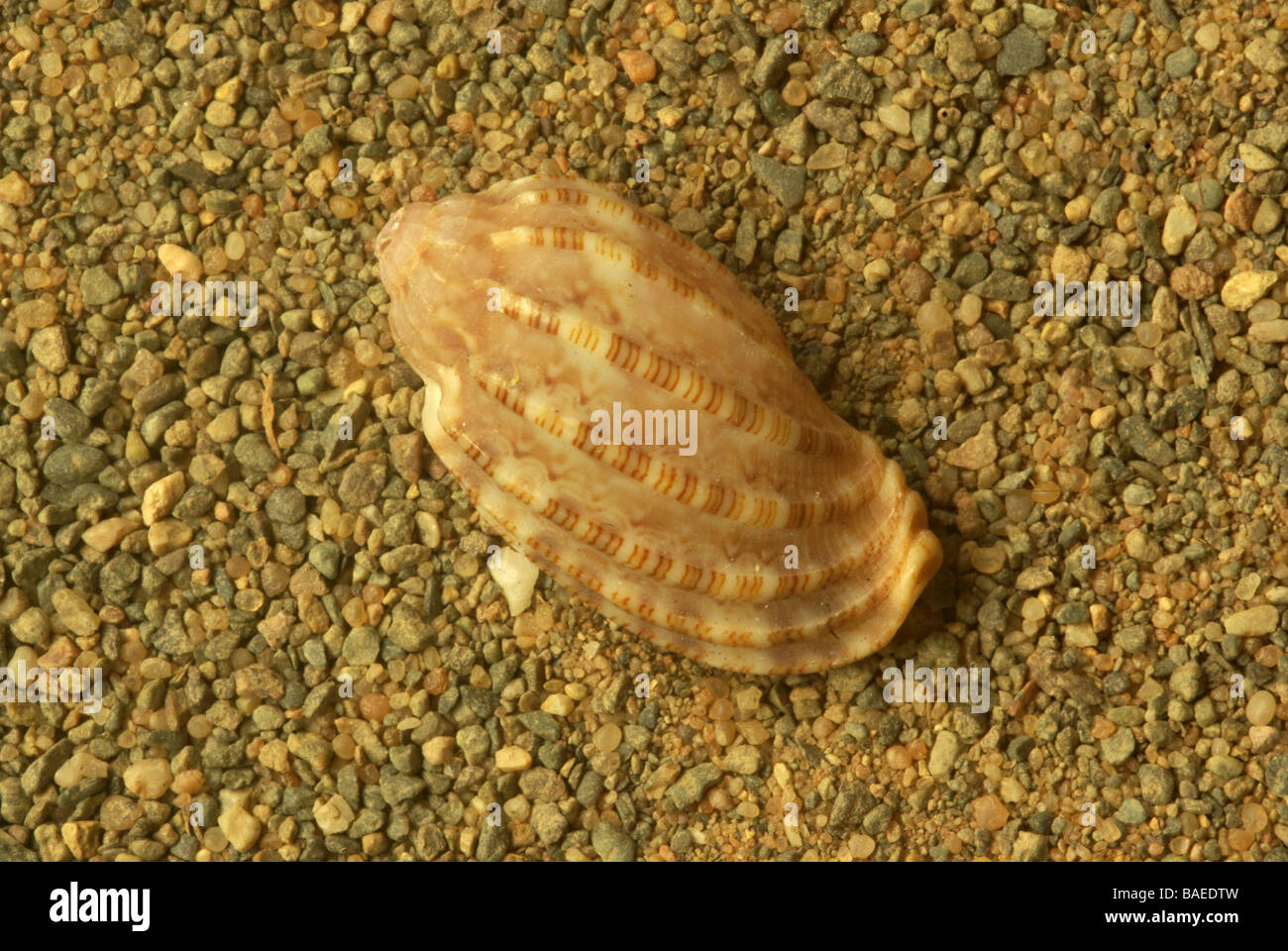 The noble harp shell - Harpa amauretta Stock Photo - Alamy