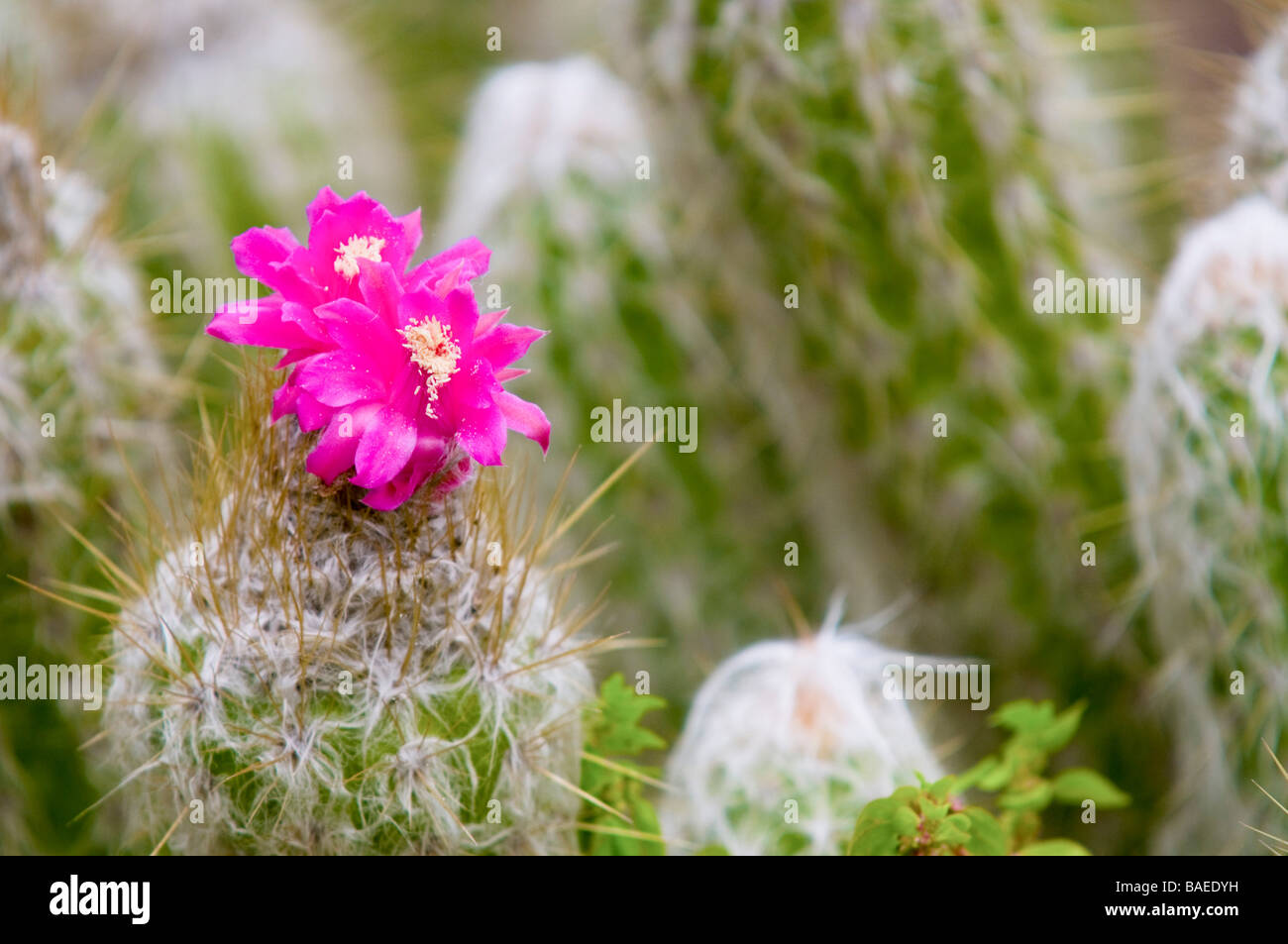 Flowering Strawberry Hedgehog Cactus Echinocereus engelmannii in a ...