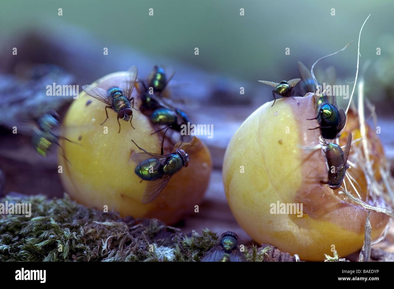 Animals Without Backbones High Resolution Stock Photography and Images ...