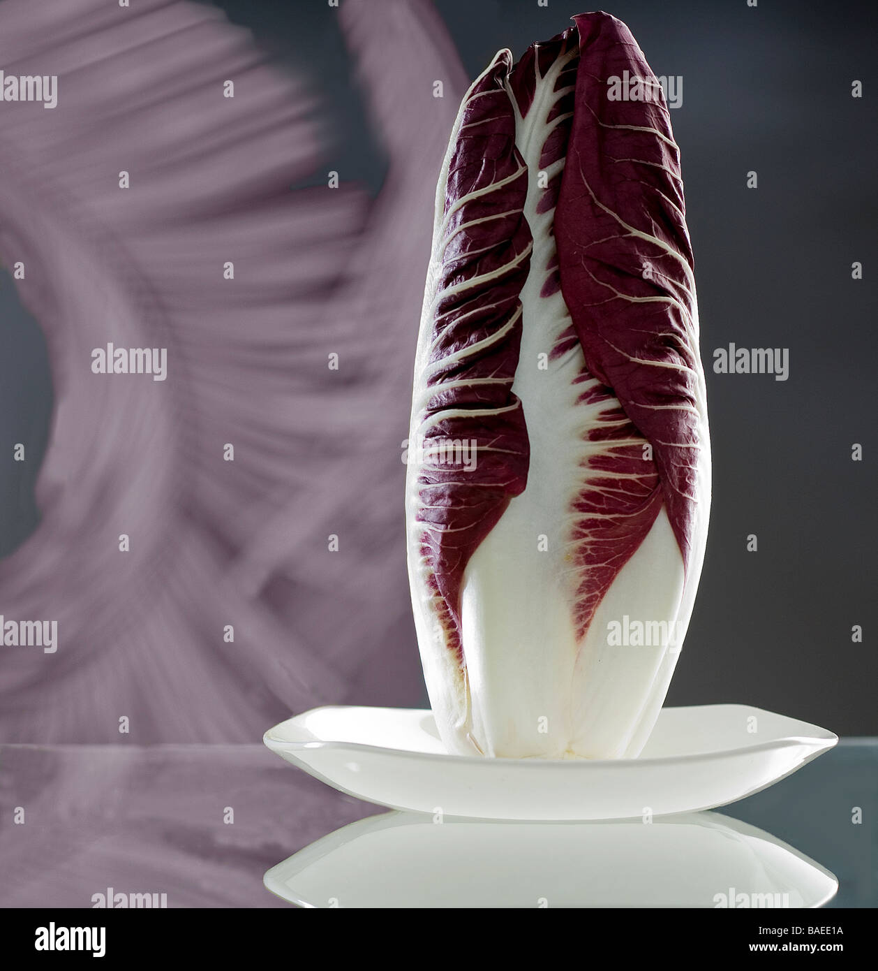 Radicchio plant hi-res stock photography and images - Alamy
