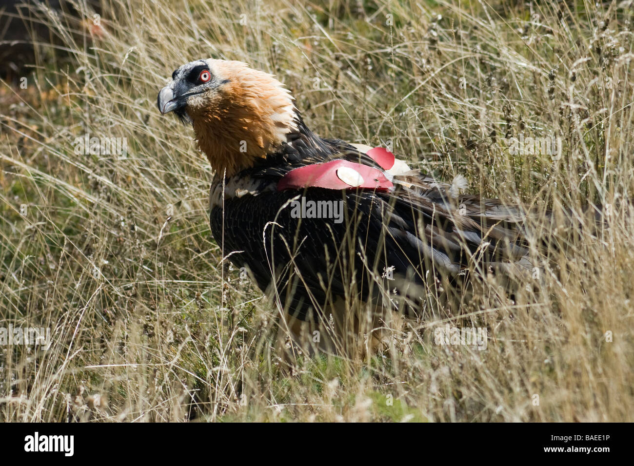 Bearded vulture eagle Gypaetus barbatus Ordesa Spanish pyrenees Stock Photo - Alamy