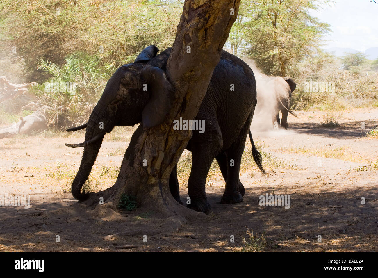 Elephant scratching against tree Stock Photo - Alamy