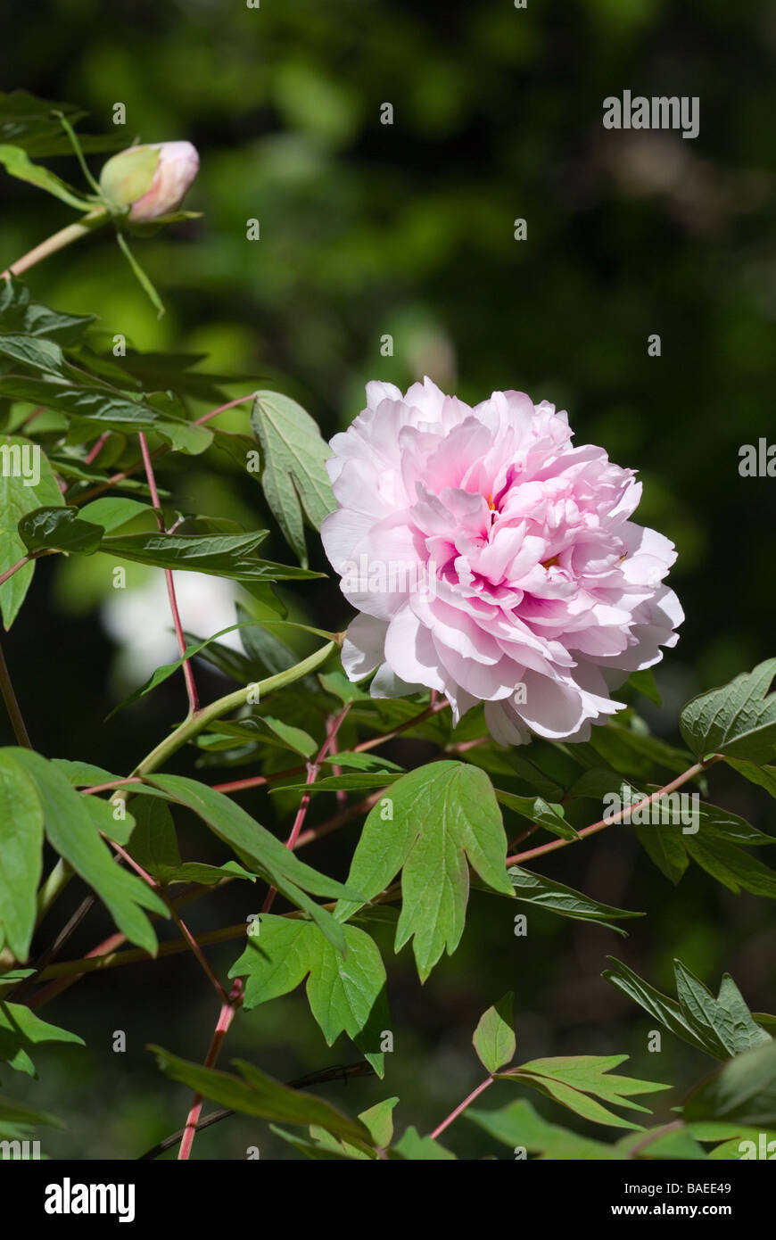 Paeonia suffruticosa shrub peony hi-res stock photography and images ...