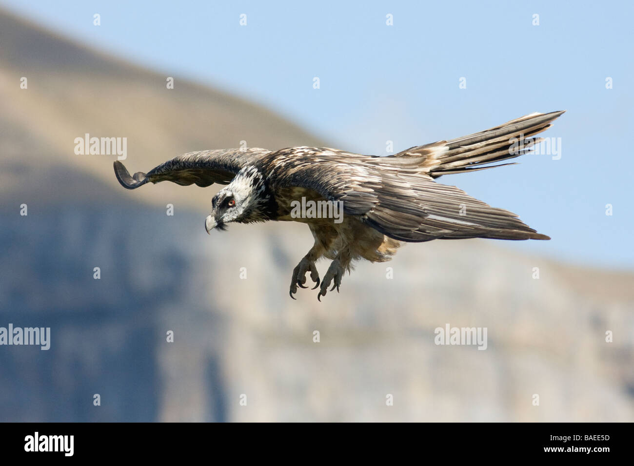 Bearded vulture eagle Gypaetus barbatus in flight Spanish pyrenees ...