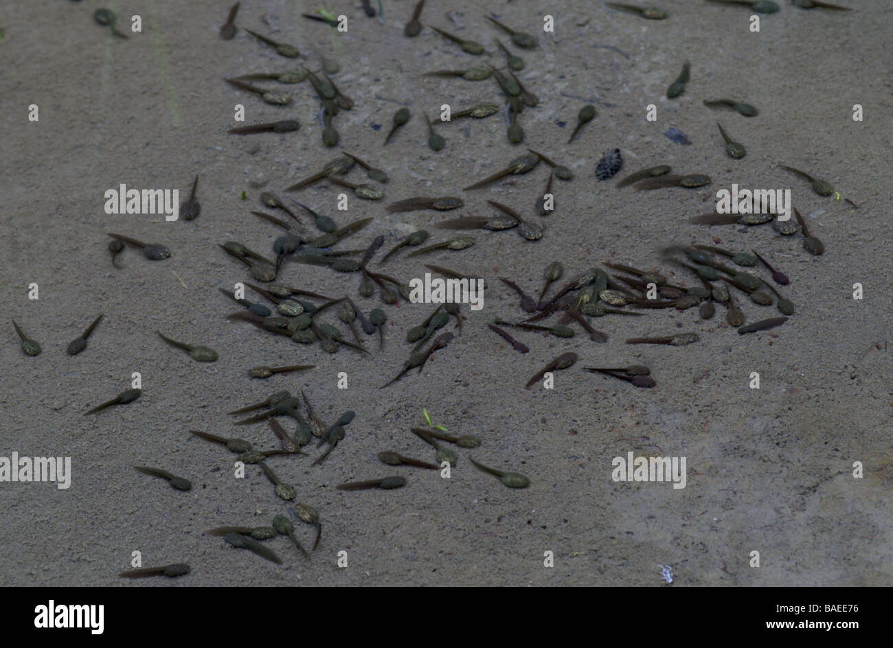 Frog tadpoles in a shallow alpine pool at a height of 1400m in the ...