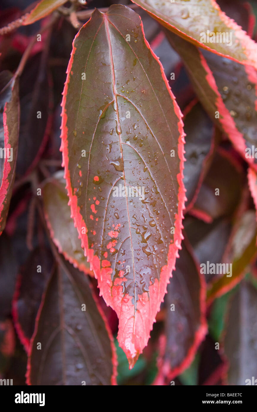 Croton leaf hi-res stock photography and images - Alamy