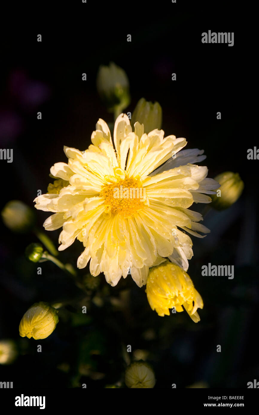 Chrysanthemum Flower, Rwanda Stock Photo - Alamy
