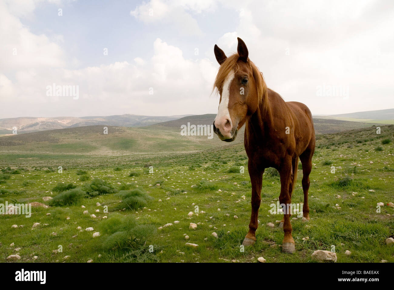 Horse in open field hi-res stock photography and images - Alamy