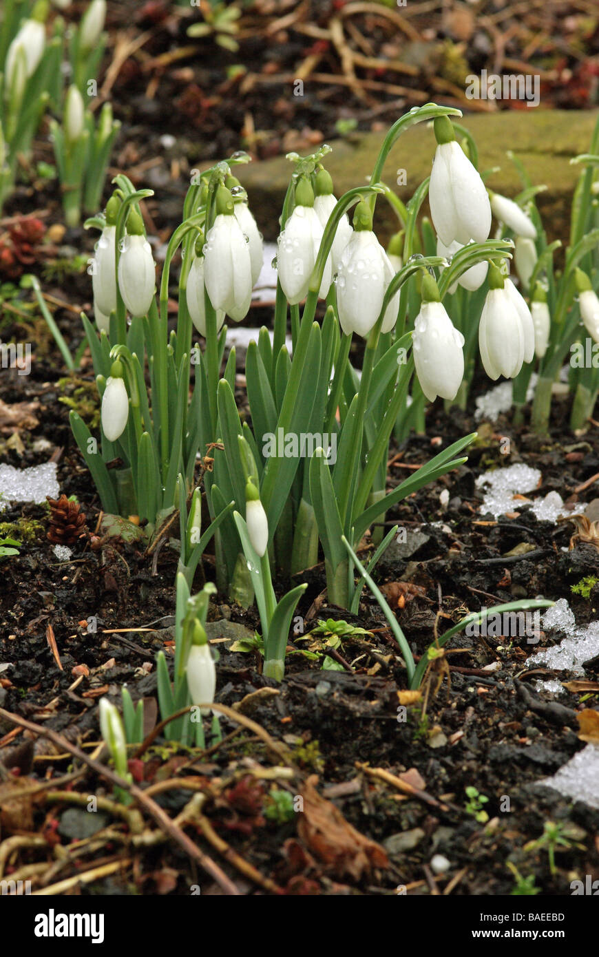Snowdrops - Galanthus nivalis Stock Photo - Alamy