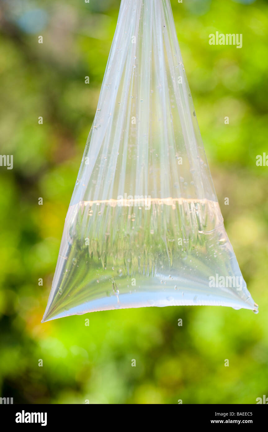 plastic bag of water Stock Photo - Alamy
