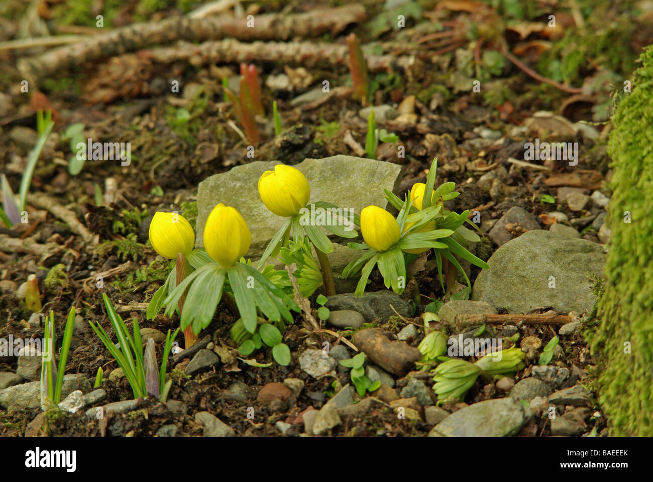 Winter aconites - Eranthis hyemalis Stock Photo - Alamy