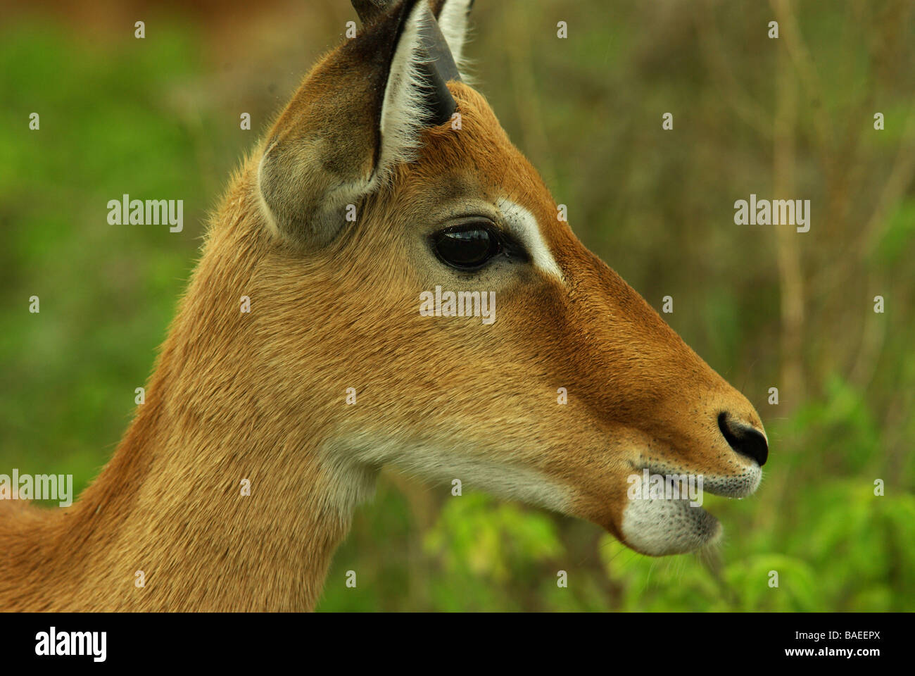 Uganda kob - Kobus kob thomasi Stock Photo - Alamy