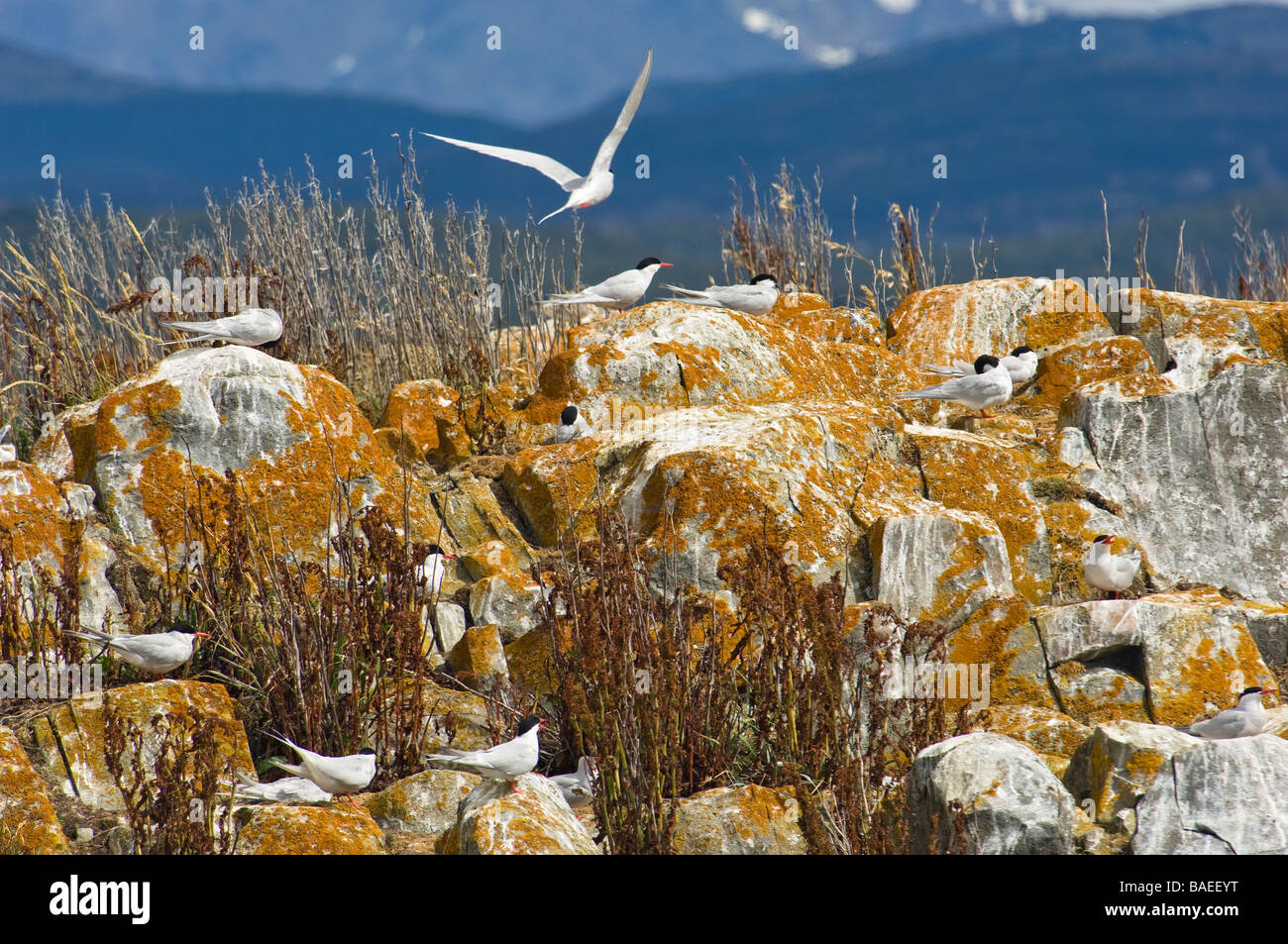 Nesting Arctic Terns along the Beagle Channel, Tierra del Fuego ...