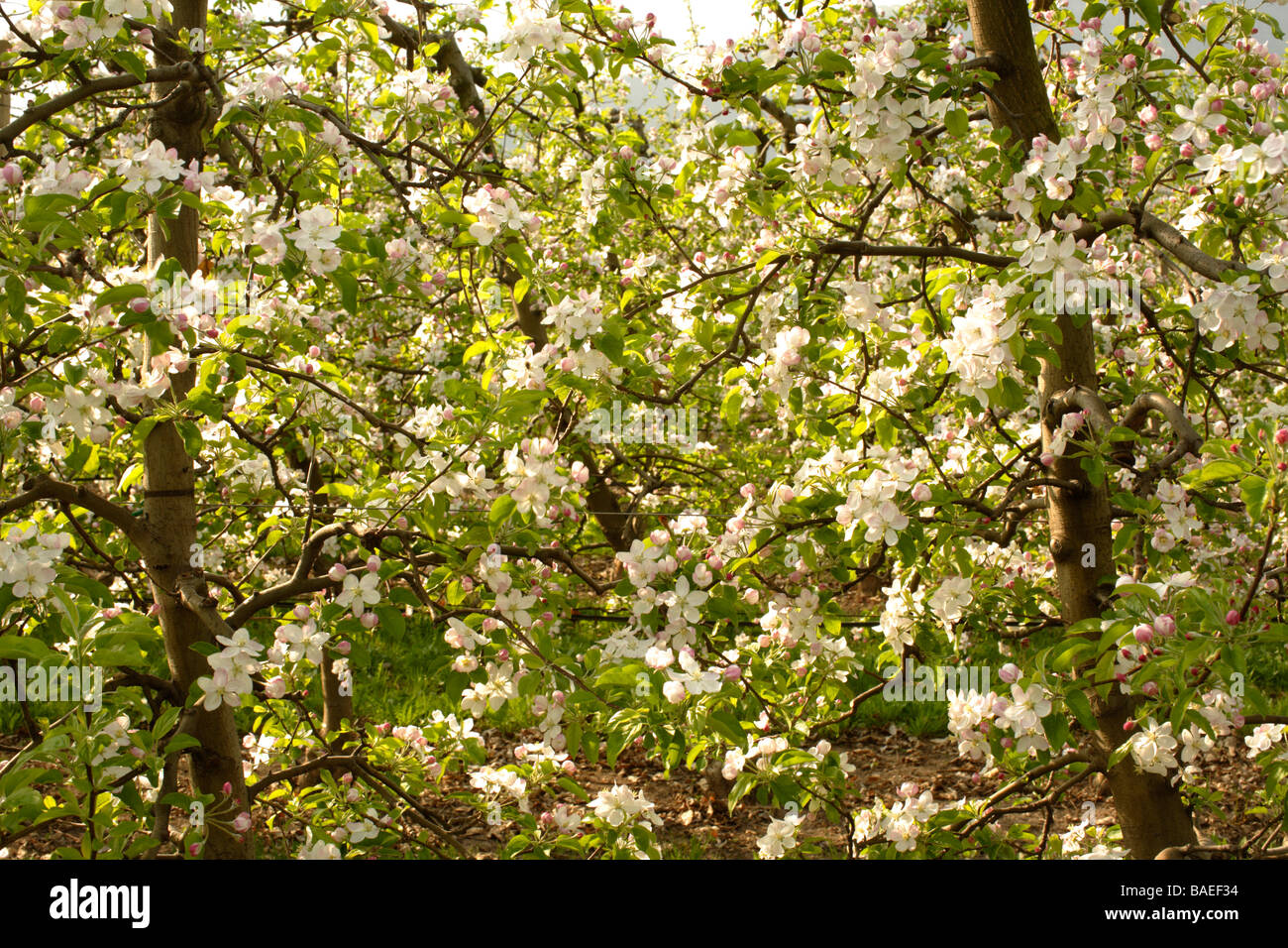 Apple tree flower Stock Photo - Alamy
