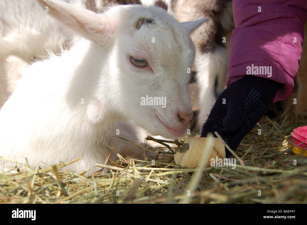 Baby goat eating hi-res stock photography and images - Alamy