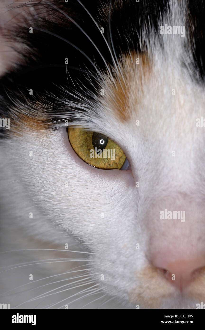 Calico cat eye hi-res stock photography and images - Alamy