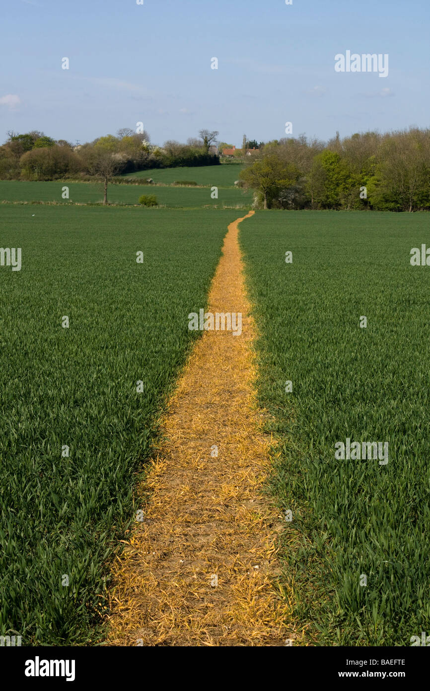 clear right of way footpath marked out across field england uk gb Stock ...