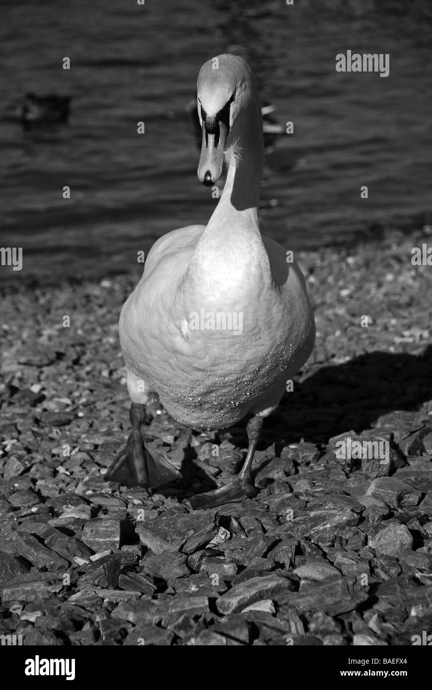 Swan walking towards camera in monochrome Stock Photo - Alamy