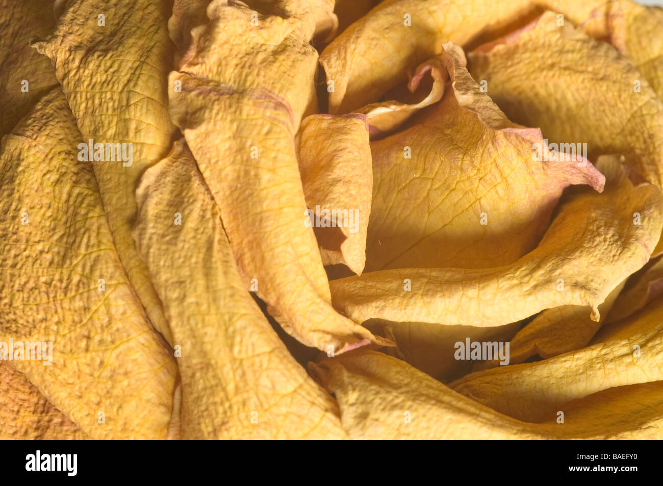 Detailing shapes hi-res stock photography and images - Alamy