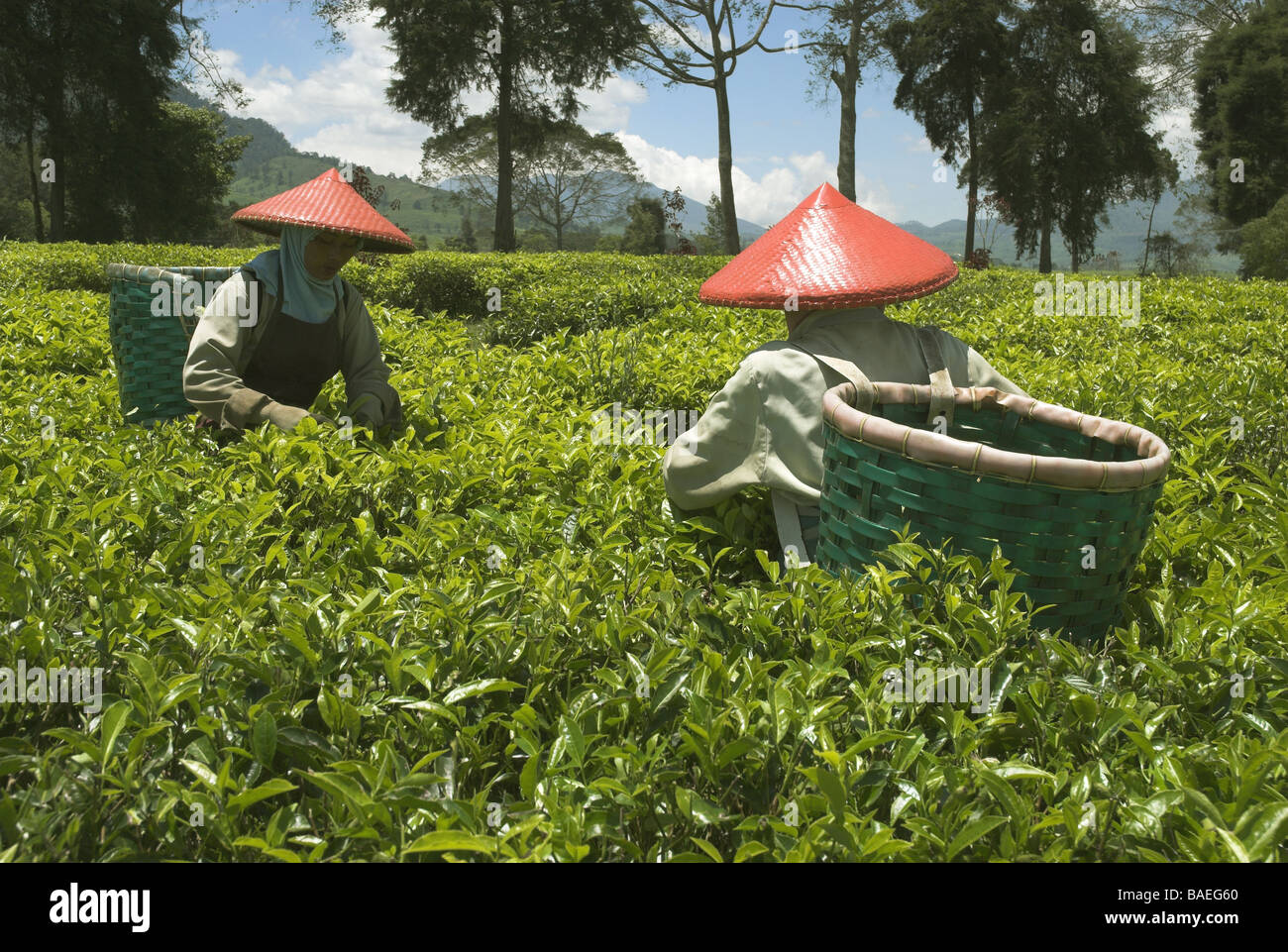 Tea Plantation Workers, Tea Plantation, Pangalengan, Indonesia Stock ...