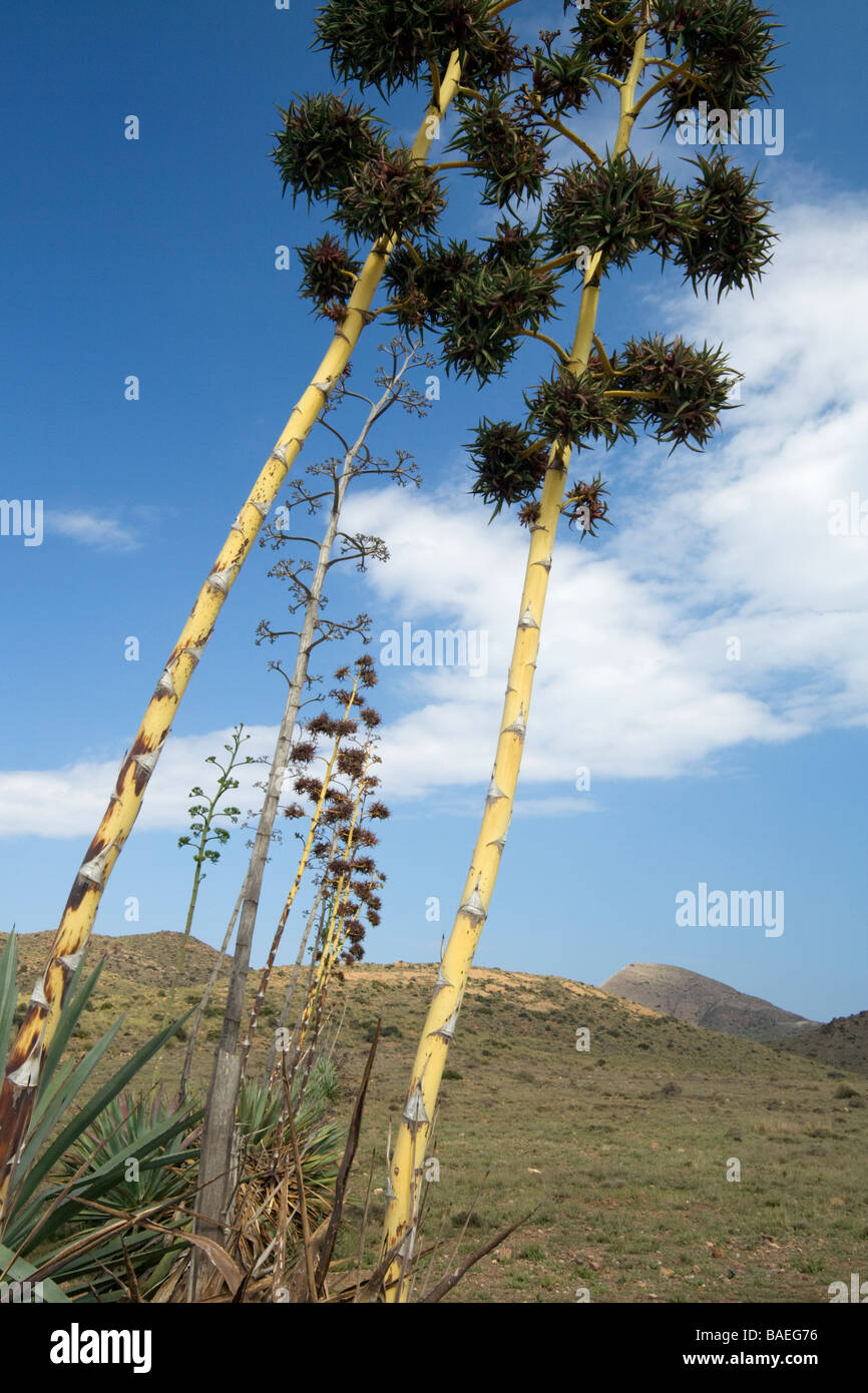 Century plants Agave americana Cabo de Gata Nijar biosphere reserve ...