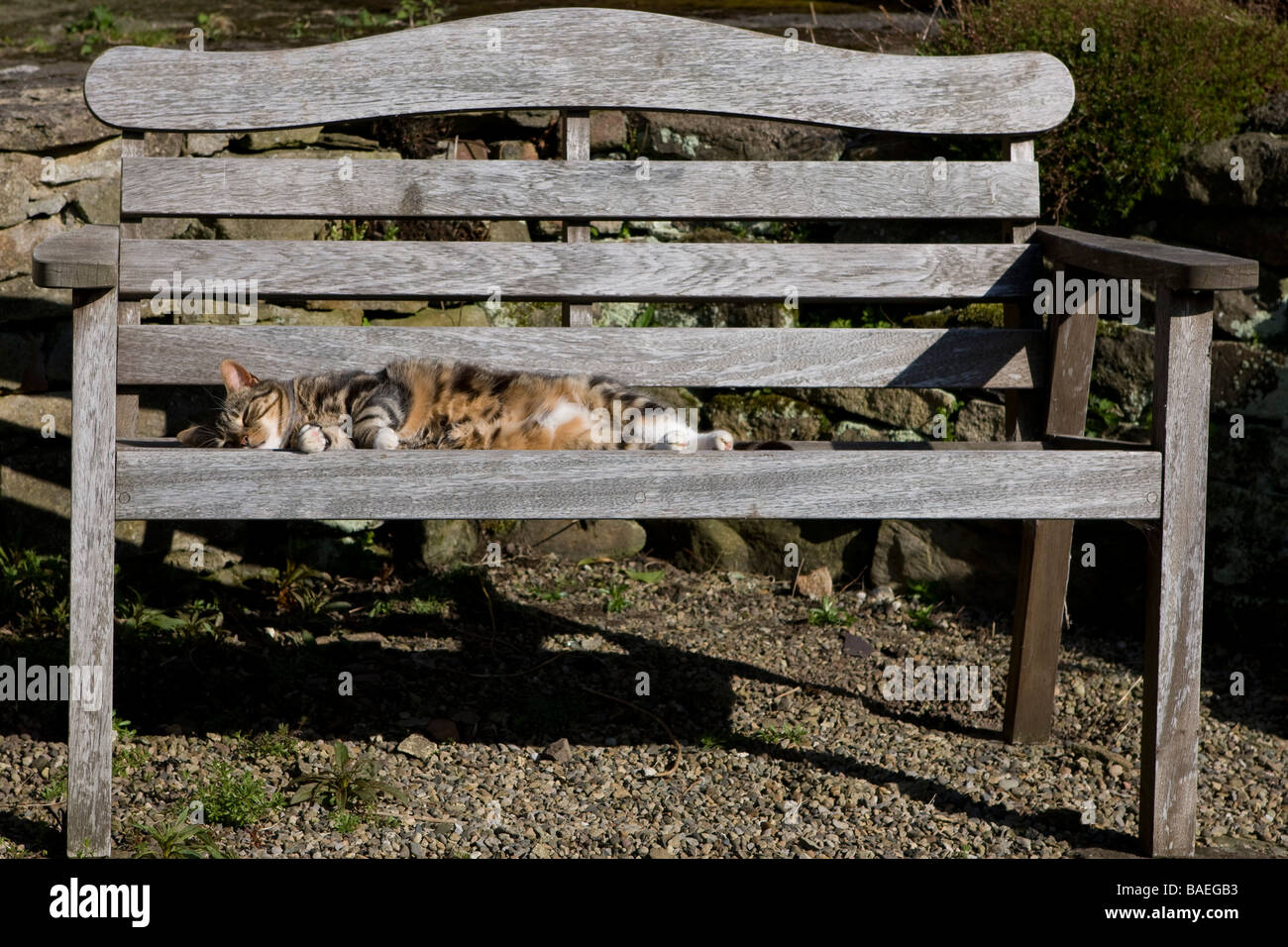 A Cat Sleeping on a Wooden Bench in the sun Stock Photo - Alamy