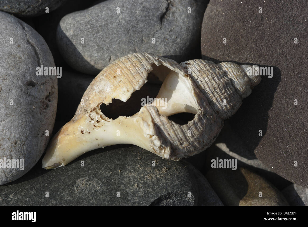 Hermit crab whelk shell hi-res stock photography and images - Alamy