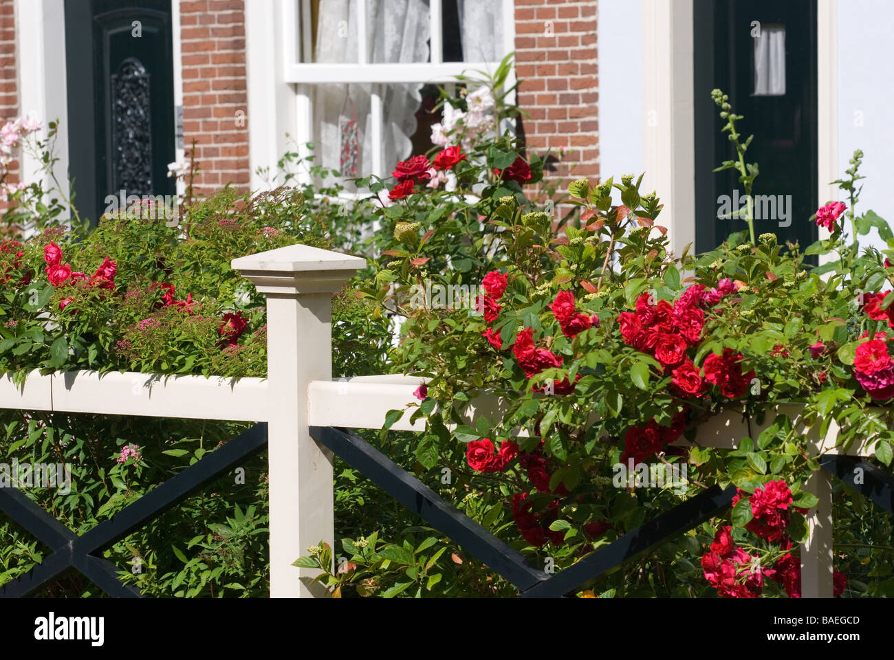Red rose in front of the house Stock Photo - Alamy