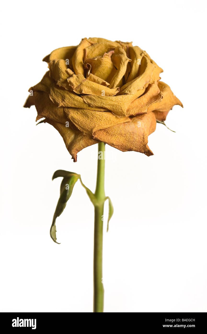 Dried white rose hi-res stock photography and images - Alamy