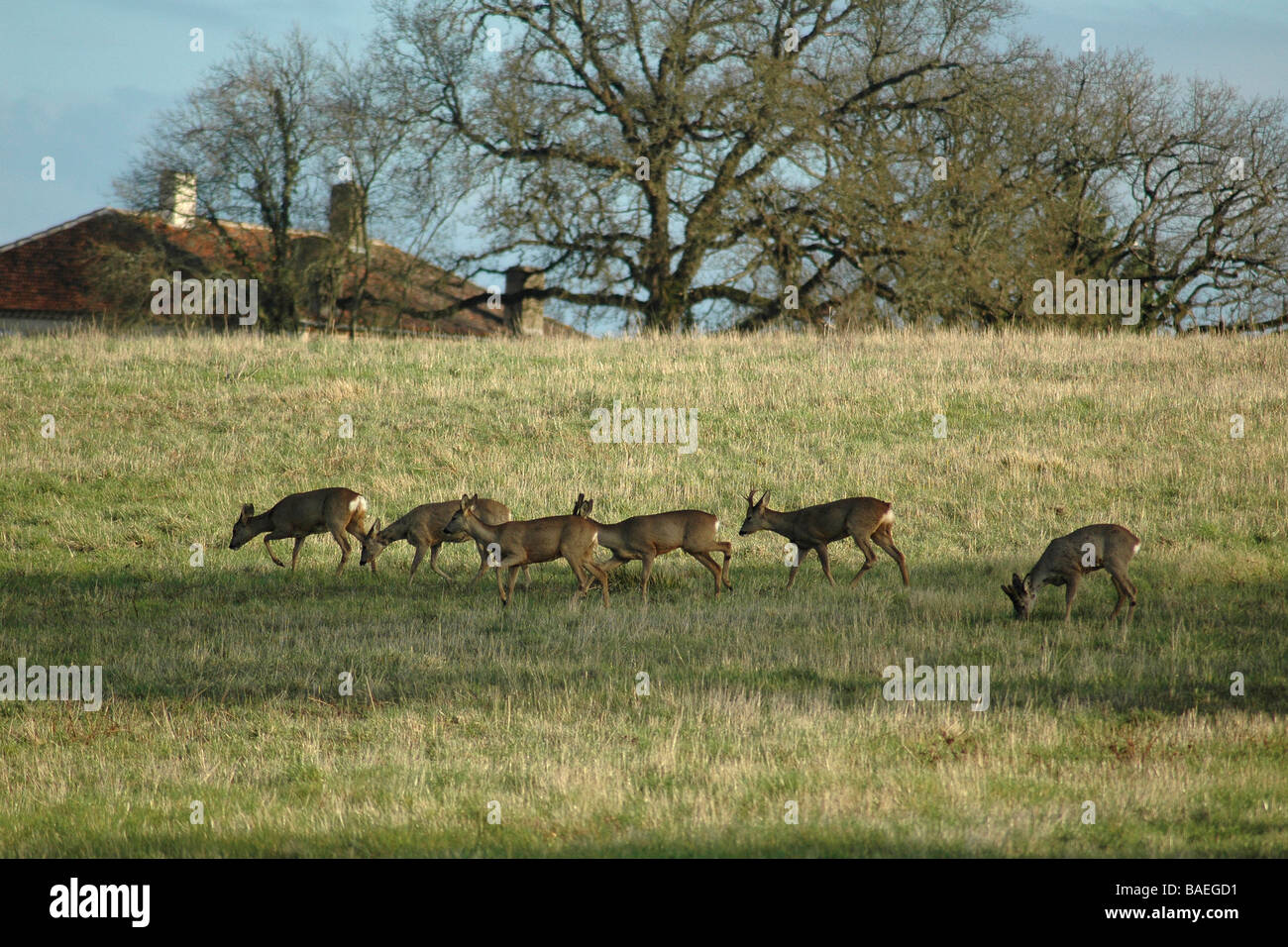 family group of wild roe deer in a farm field in the Gers departement ...